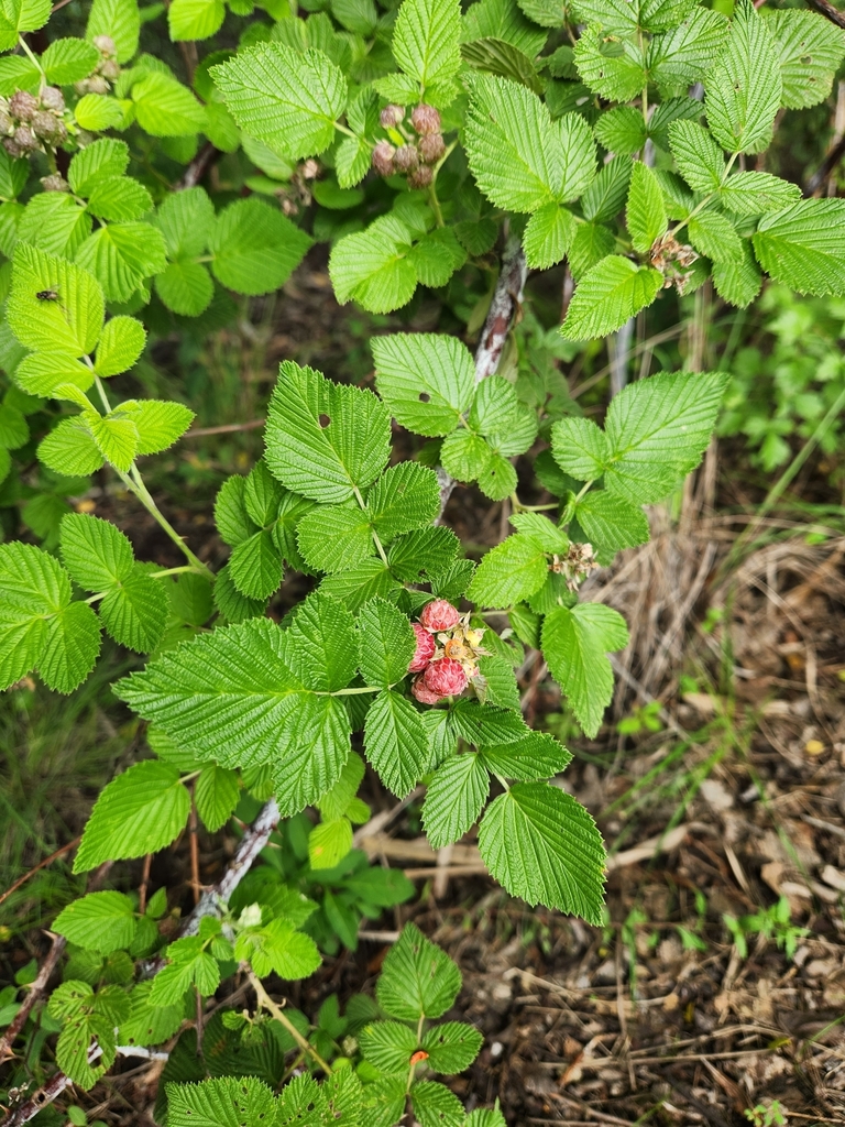 Ceylon Raspberry from The Cowshed on December 23, 2024 at 08:55 AM by ...