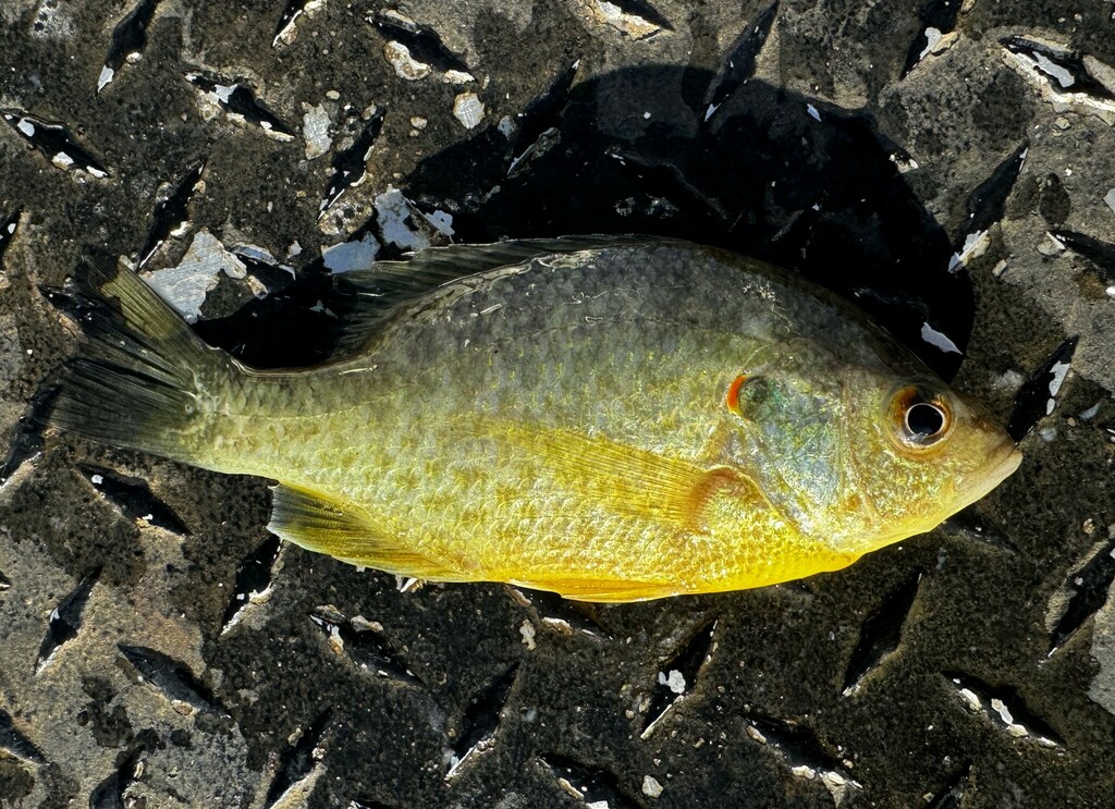 Redear Sunfish from Tennessee River, Waterloo, Lauderdale County, AL ...