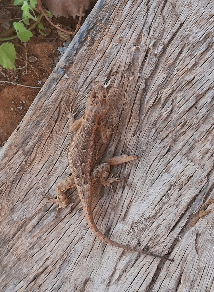 Peters' Lava Lizard from Petrolina, PE, 56304, Brasil on December 21 ...