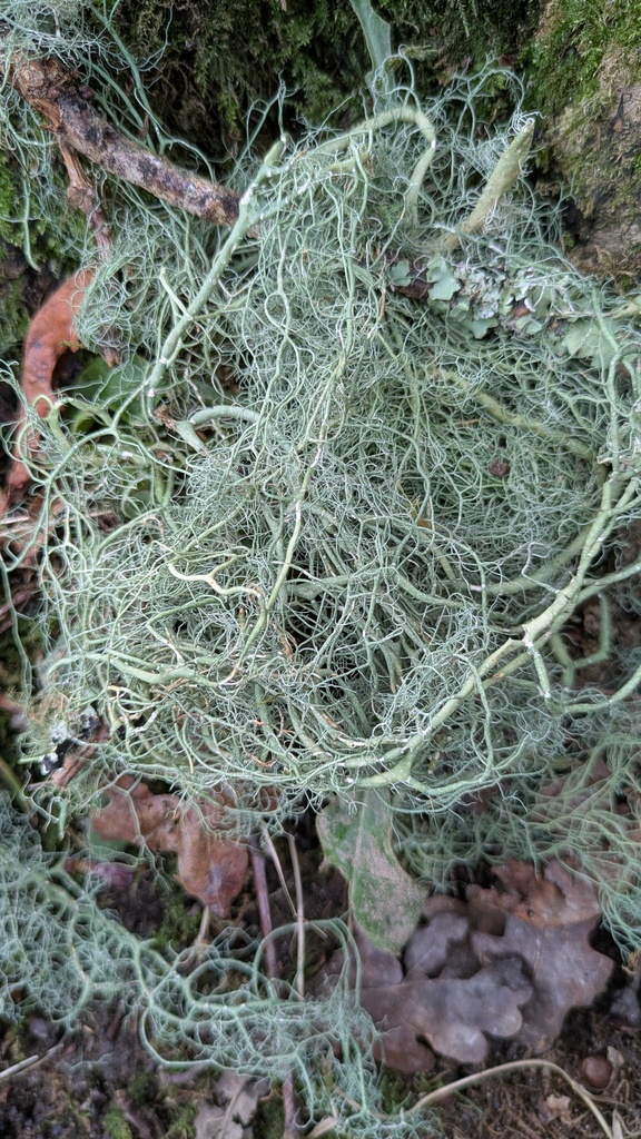 string-of-sausage lichen from Cornwall, UK on December 23, 2024 at 10: ...