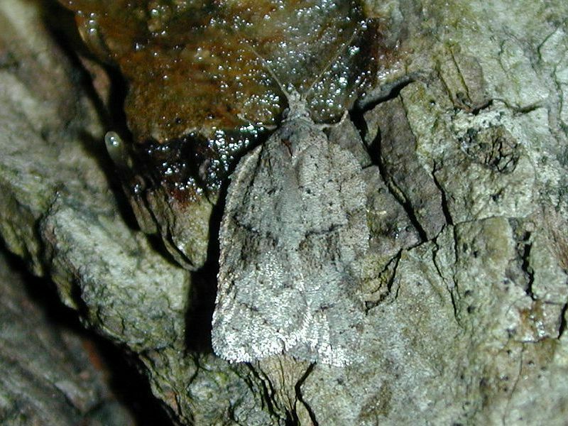 North American Black-headed Birch Leaffolder Moth from Alley Park ...