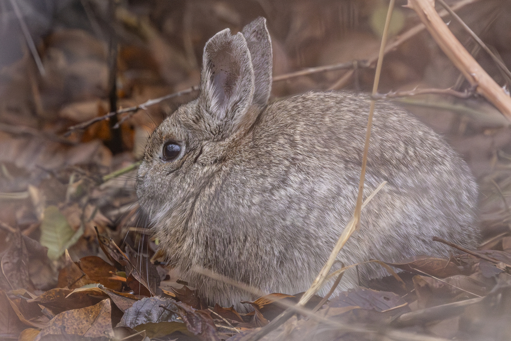 Mountain Cottontail from Grant County, WA, USA on December 22, 2024 at ...