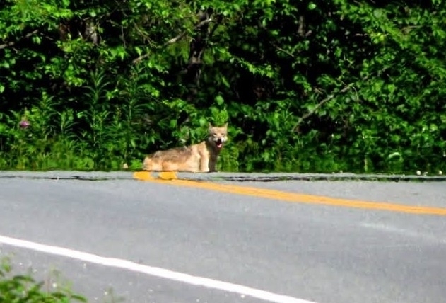 Gray Wolf from Hyder, Alaska, États-Unis on July 16, 2014 by ...