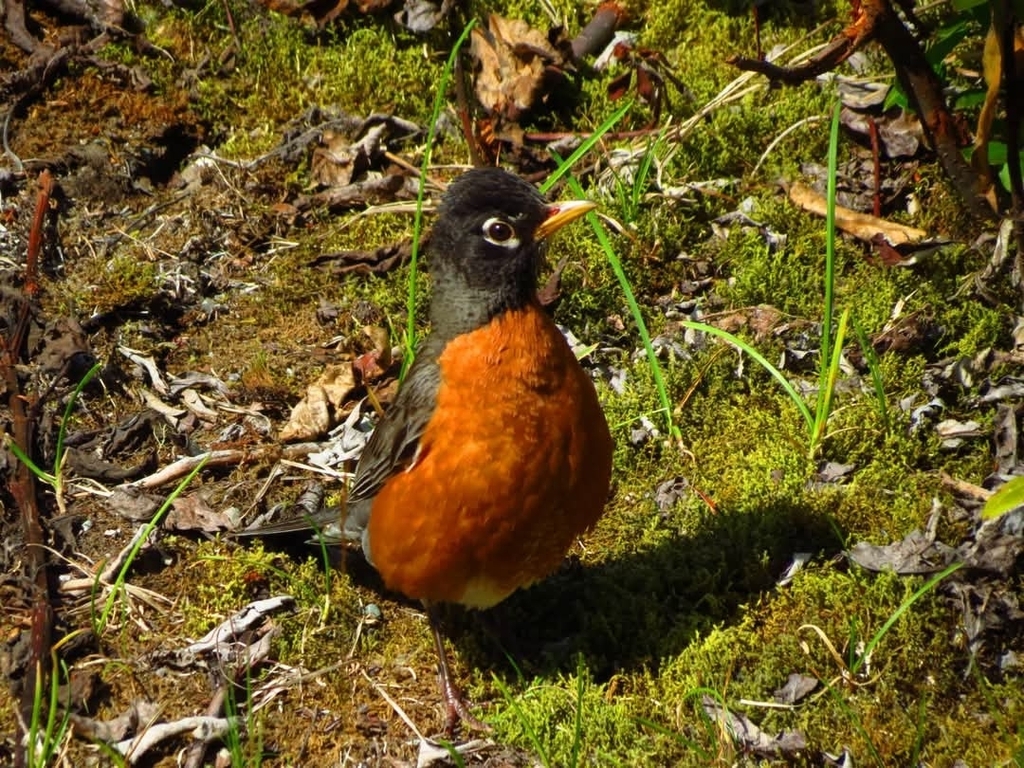 American Robin from Hyder, Alaska, États-Unis on July 9, 2014 by ...