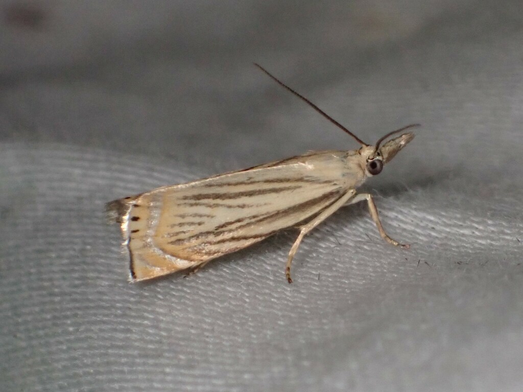 Topiary Grass-veneer in July 2024 by Angus Mossman. At blacklight after ...