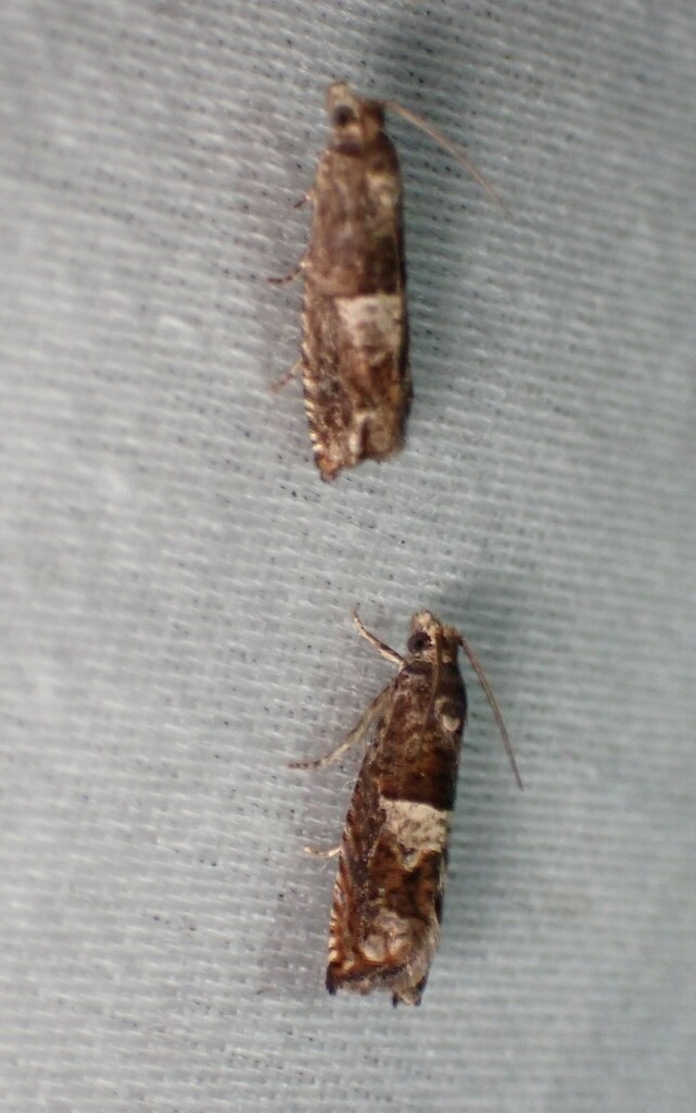 Sonia nigrana in July 2024 by Angus Mossman. At blacklight after dark ...