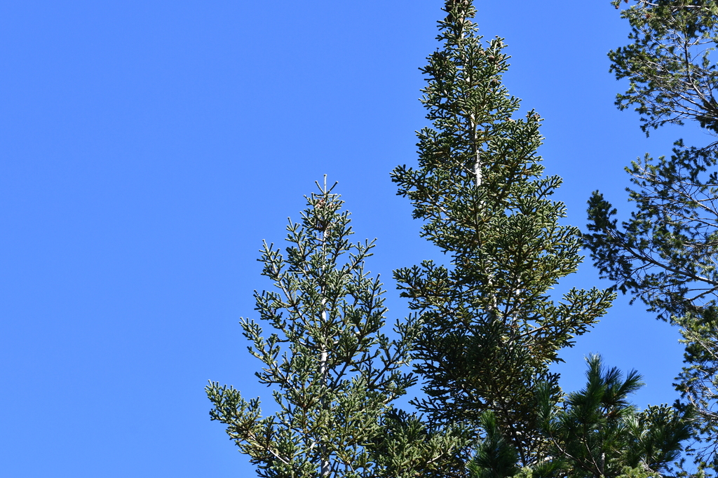Vejar's fir from Arteaga, Coah., México on December 22, 2024 at 12:12 ...