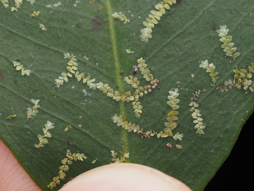 Cololejeunea from Hawaii County, HI, USA on December 16, 2024 at 09:39 ...