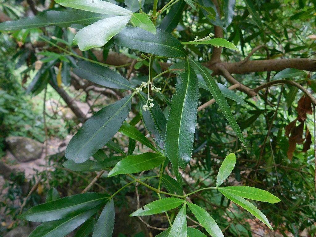 Witels from Noupoort Greyton, 7233, South Africa on December 22, 2024 ...