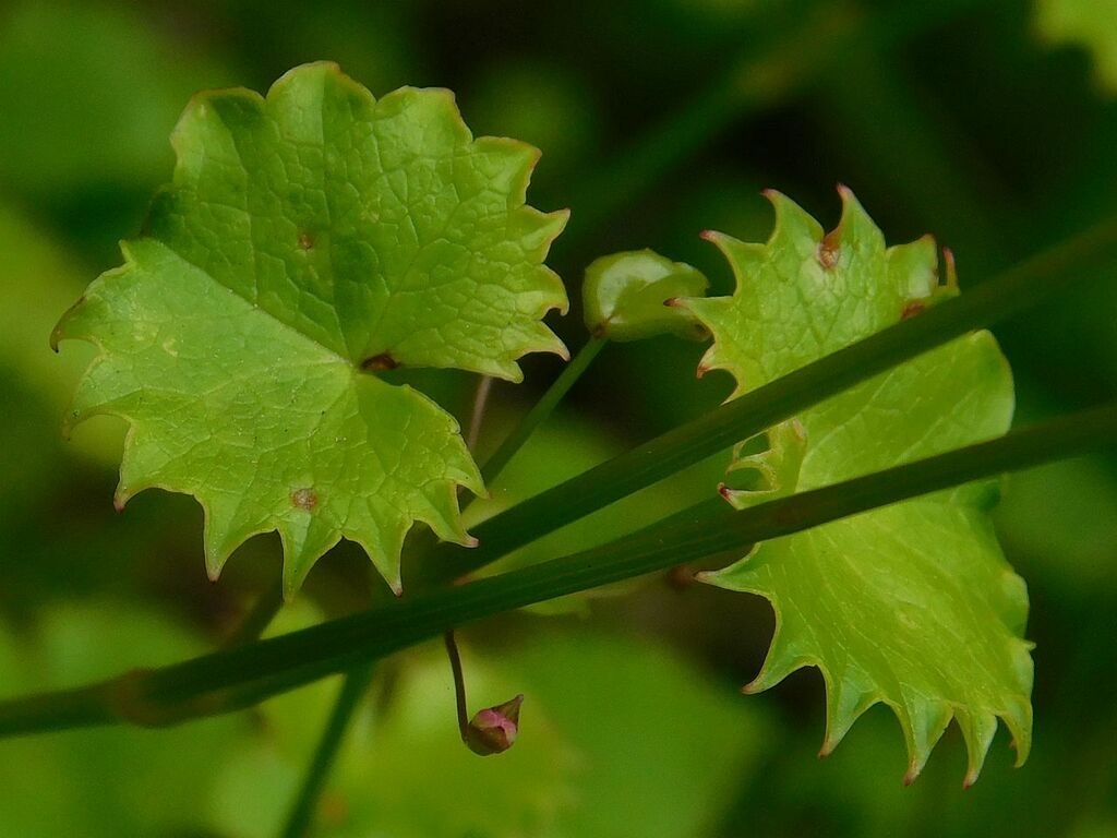 Centella callioda from Wolfkloof Greyton, 7233, South Africa on ...