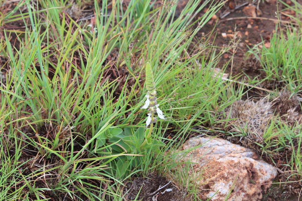 Penther Spurflower from Doornfontein, 2499, South Africa on December 23 ...