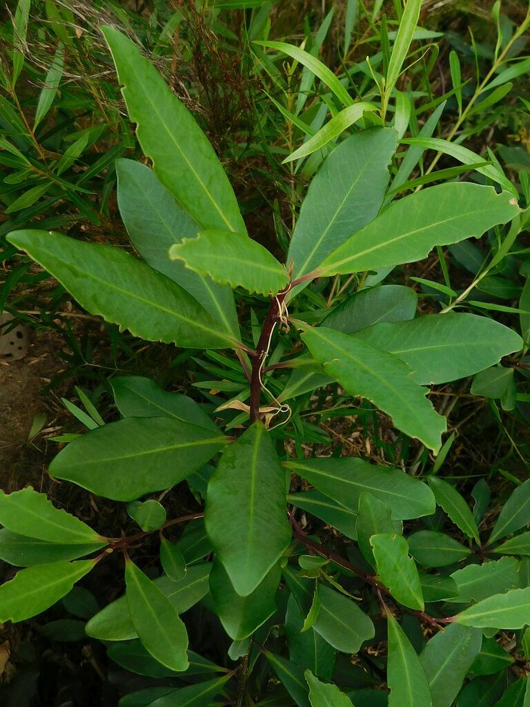 Cape beech from Wolfkloof Greyton, 7233, South Africa on December 22 ...
