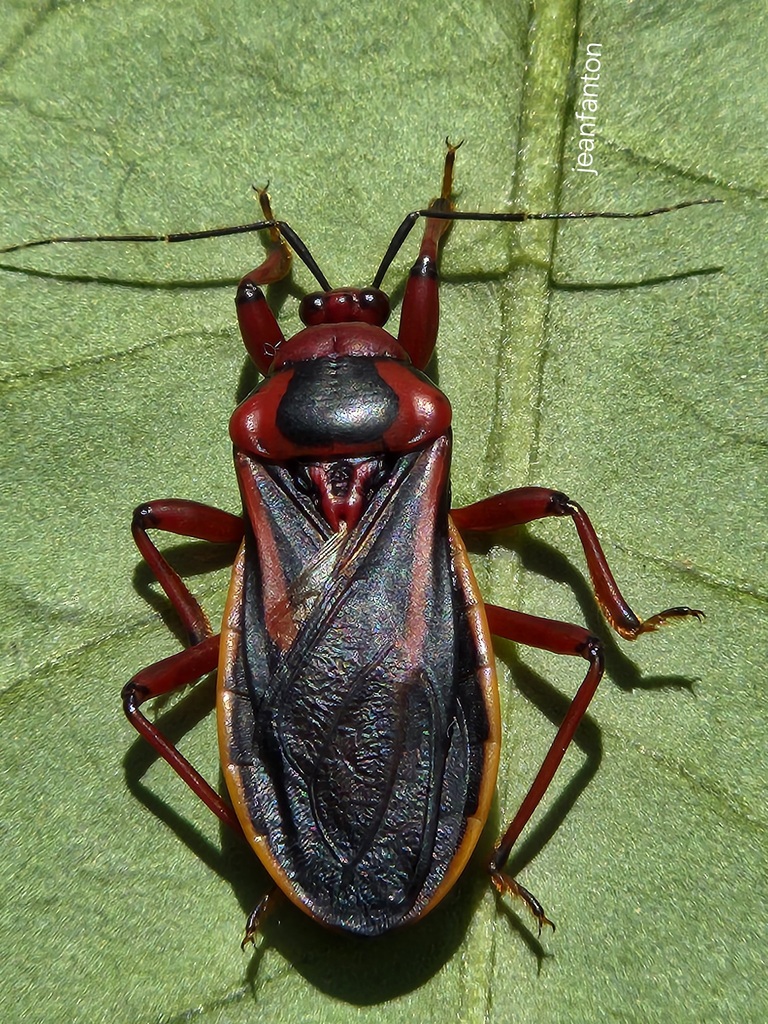Brontostoma discus from Indaiatuba - SP, Brasil on December 23, 2024 at ...