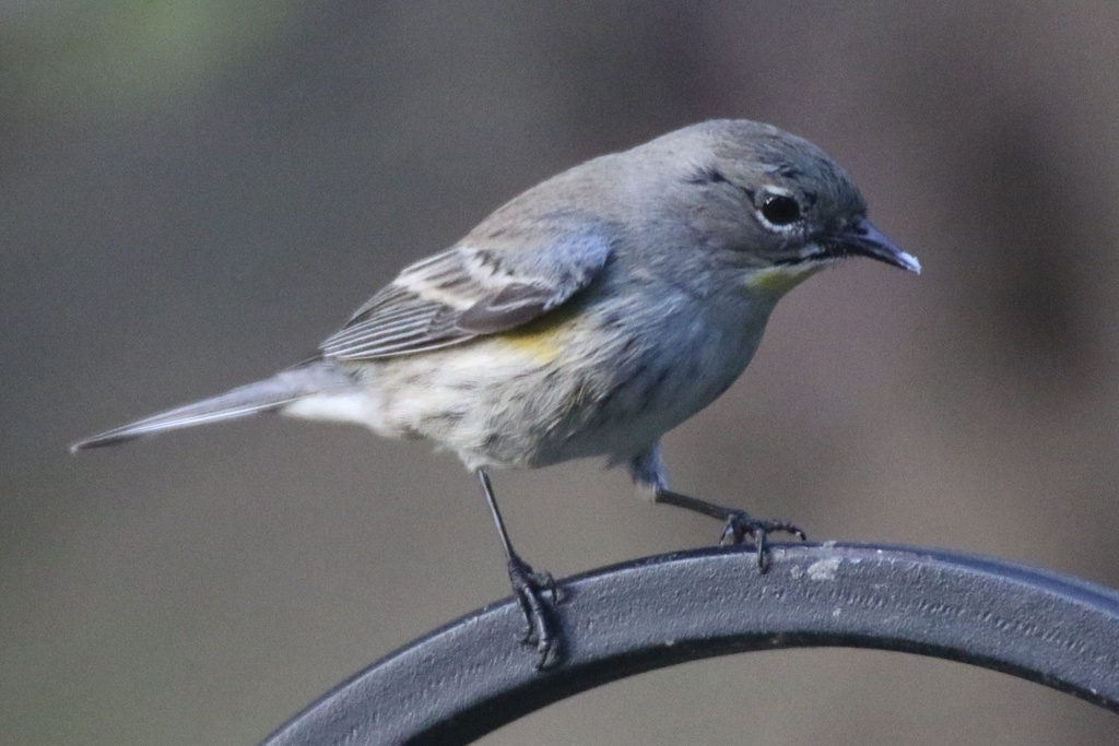 Yellow-rumped Warbler from Sunshine Valley Rd, Moss Beach, CA, US on ...