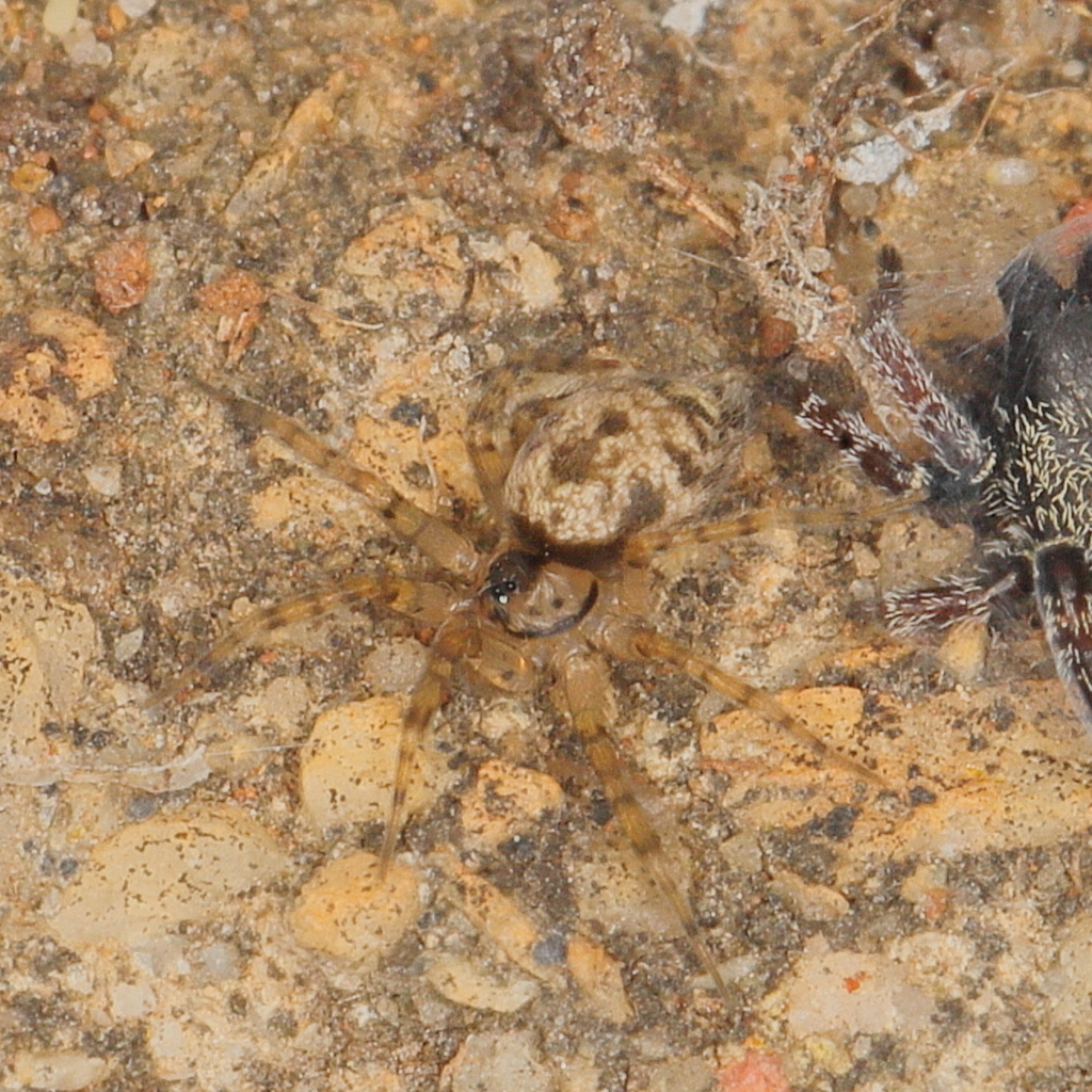 Wall Spider from De Bakke, Mossel Bay, 6506, South Africa on December ...