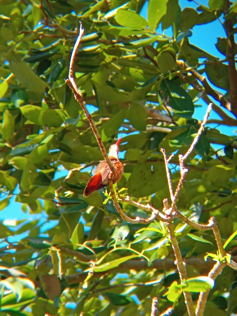 Colibrí Canelo desde 77730 Q.R., México el 23 de diciembre de 2024 a ...