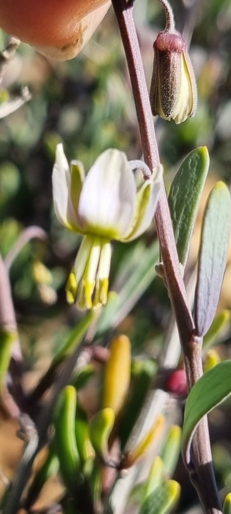 Heliophila cornuta squamata in August 2024 by Jean Stephenson · iNaturalist