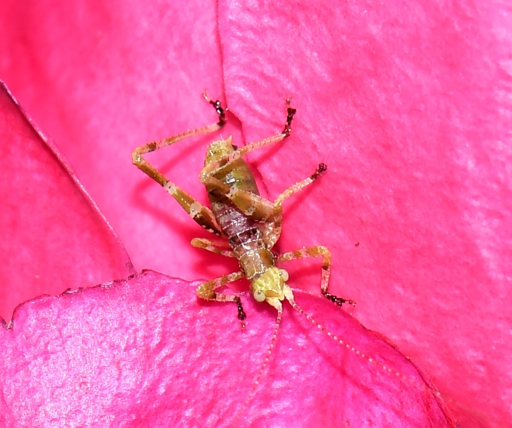 Modest Katydid from Willowdale on June 07, 2024 at 09:04 AM by Angie ...