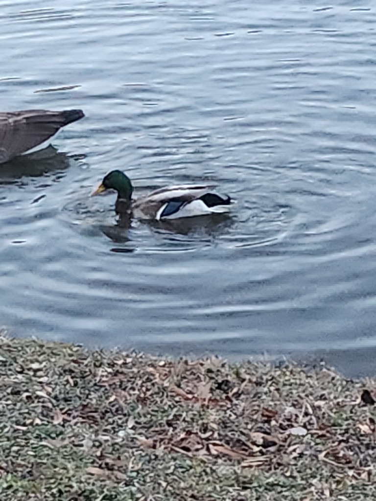 Mallard from Laurel, MD, USA on December 22, 2024 at 04:59 PM by ...