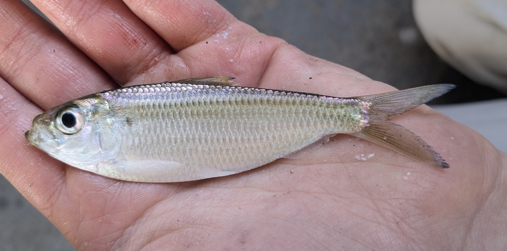 Scaled Sardine (Marine life of the Rio Grande Valley) · iNaturalist