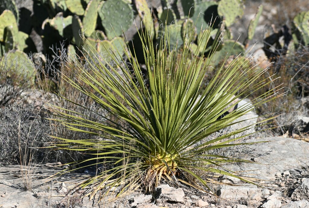 Smooth Sotol from Eddy County, NM, USA on December 17, 2024 at 11:48 AM ...
