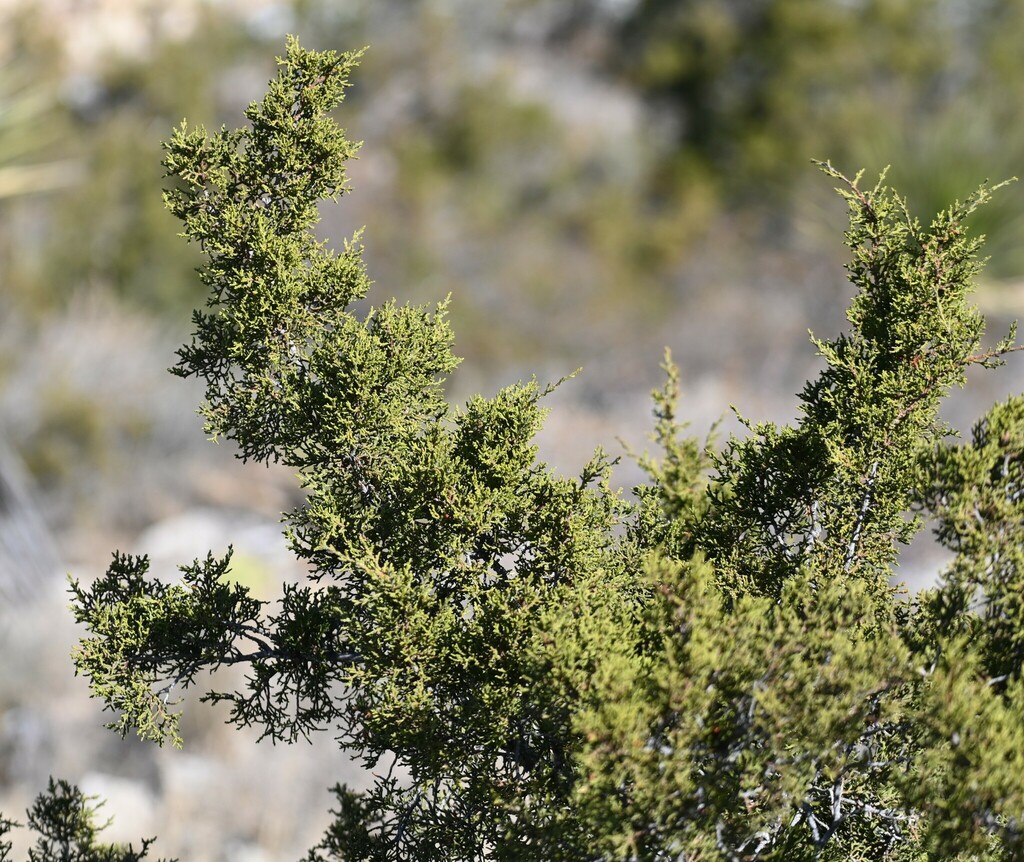 redberry juniper from Eddy County, NM, USA on December 17, 2024 at 11: ...