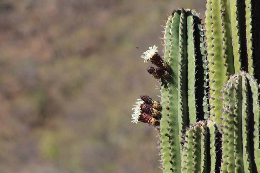Indian Comb in December 2023 by Ramón Isaac Miramontes Cinco · iNaturalist