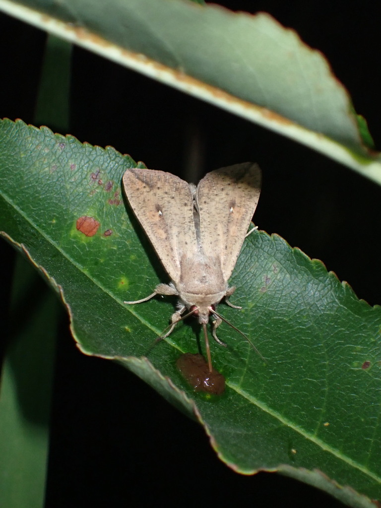 White-speck Moth in August 2024 by Angus Mossman. At sugar bait after ...
