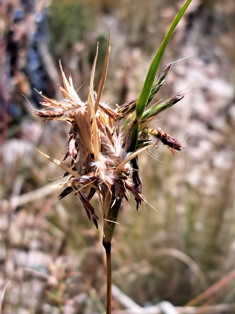 Narrowleaf Turpentine Grass from Breede River DC, South Africa on ...