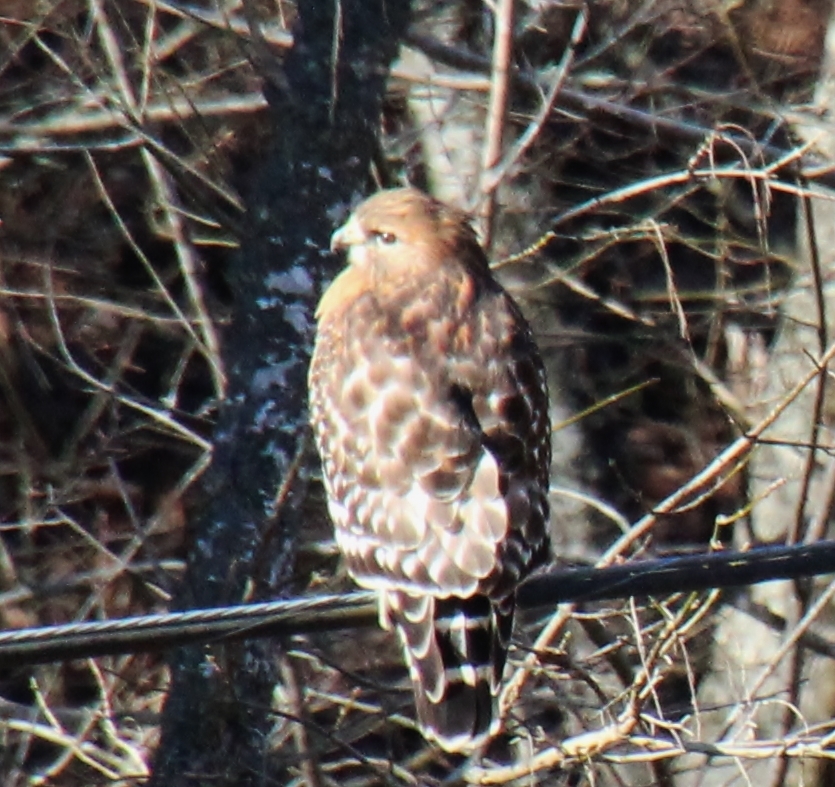 Red-shouldered Hawk from Lincoln County, WV, USA on December 23, 2024 ...