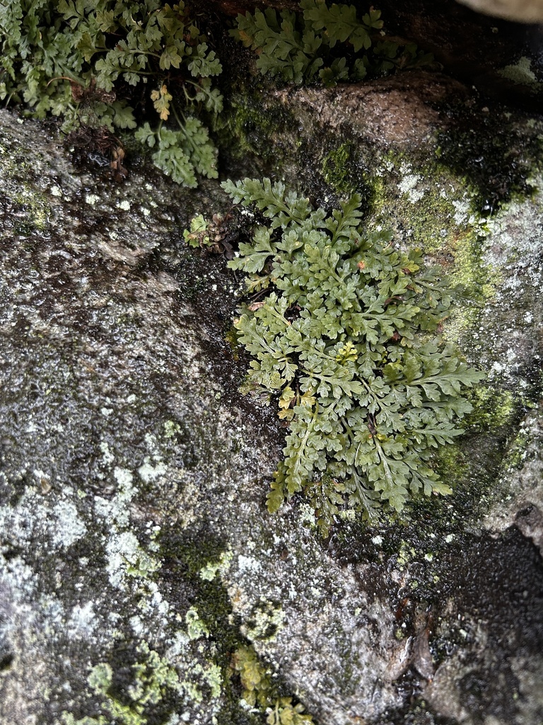 mountain spleenwort from Monongahela National Forest, Franklin, WV, US ...