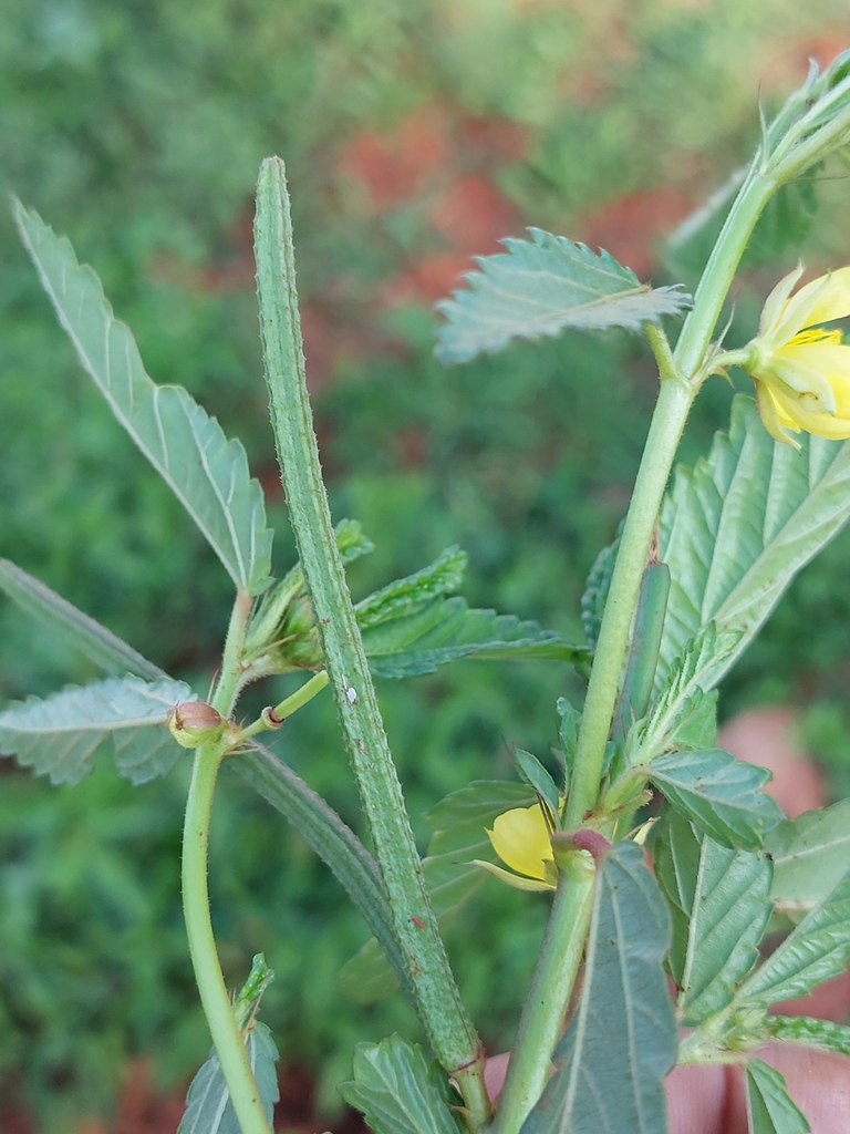 Bushveld Gusha from 123 Mutare Road, Amby, Harare, Zimbabwe on December ...