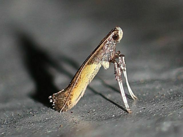 Azalea Leafminer Moth in September 2023 by stevewalternature · iNaturalist