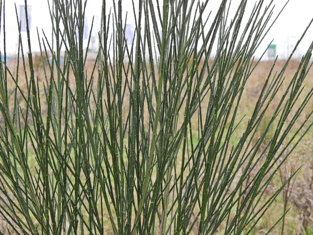 Scotch Broom from Spike Island, Upper Mersey Road, Widnes, Halton, UK ...