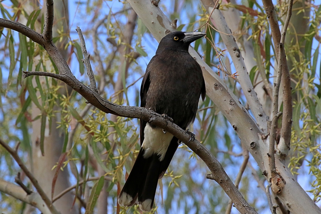 Pied Currawong from Holroyd Gardens, Holdroyd Gardens, Pitt St ...