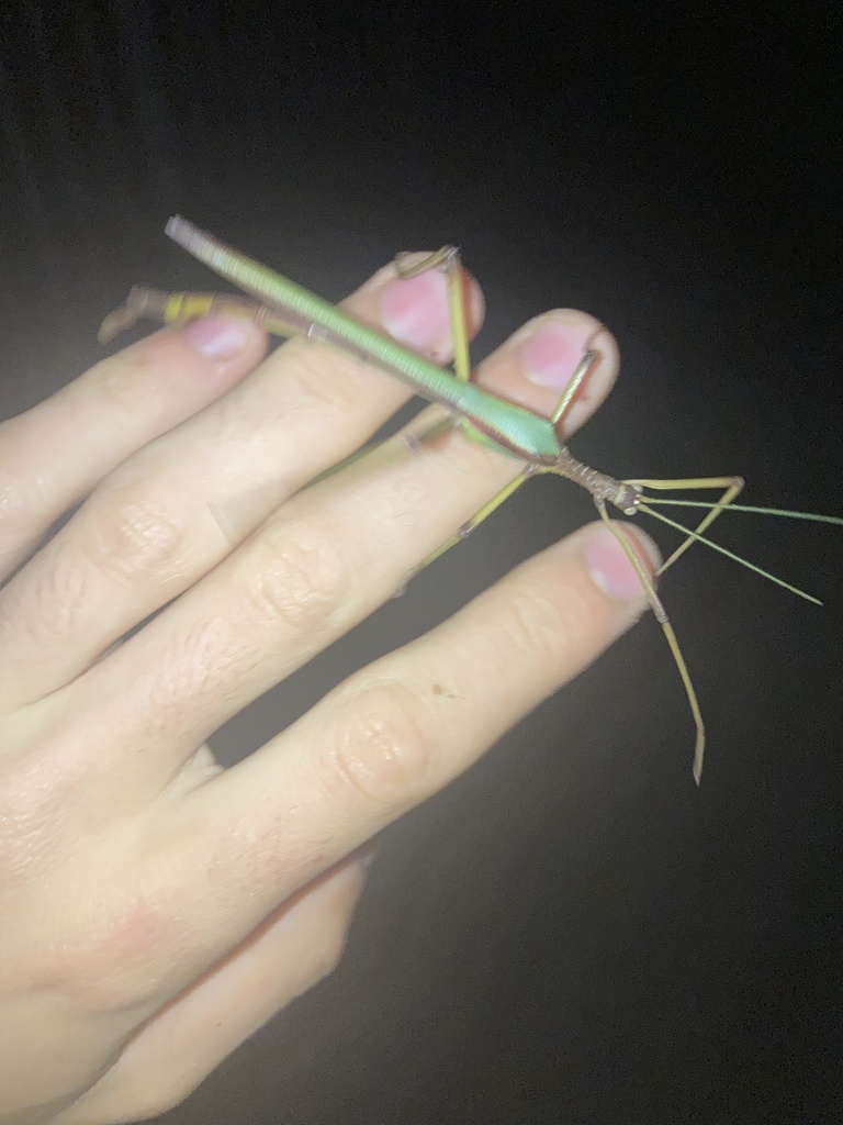 Red-winged Stick Insect from Clyde Cl, Thirroul, NSW, AU on December 23 ...