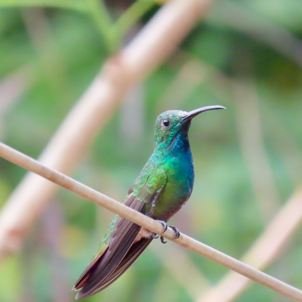 Green-breasted Mango from Petatlán, Guerrero, Mexico on December 22 ...