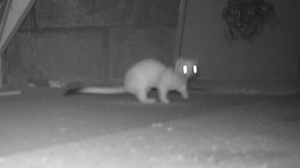 Long-tailed Weasel from Fitzgerald Rd, Burdett, NY 14818, USA on ...