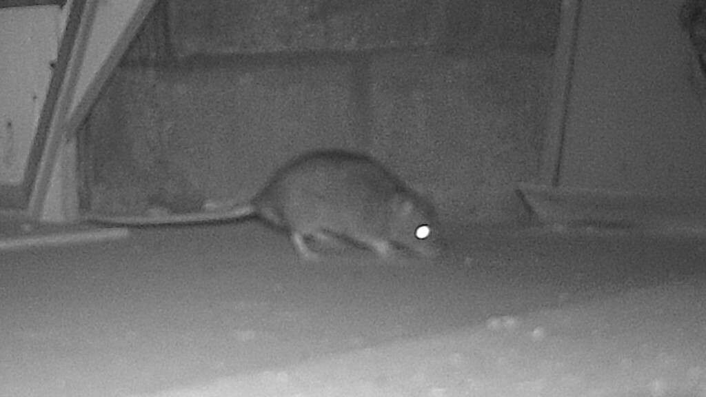 Brown Rat from Fitzgerald Rd, Burdett, NY 14818, USA on December 22 ...