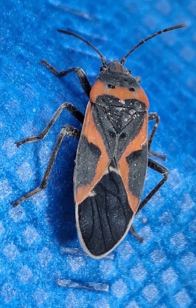 Small Milkweed Bug in December 2024 by Richard Alward · iNaturalist