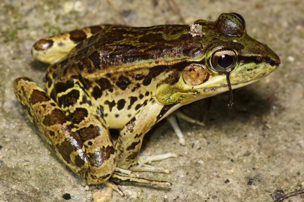 Browns' Leopard Frog from Tulum Municipality, Quintana Roo, Mexico on ...
