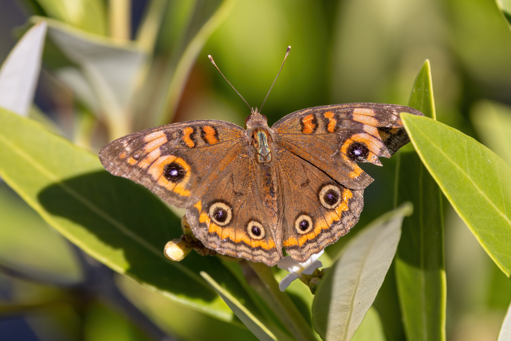 West Indian Mangrove Buckeye from Llanos Costa, Cabo Rojo 00622, Puerto ...