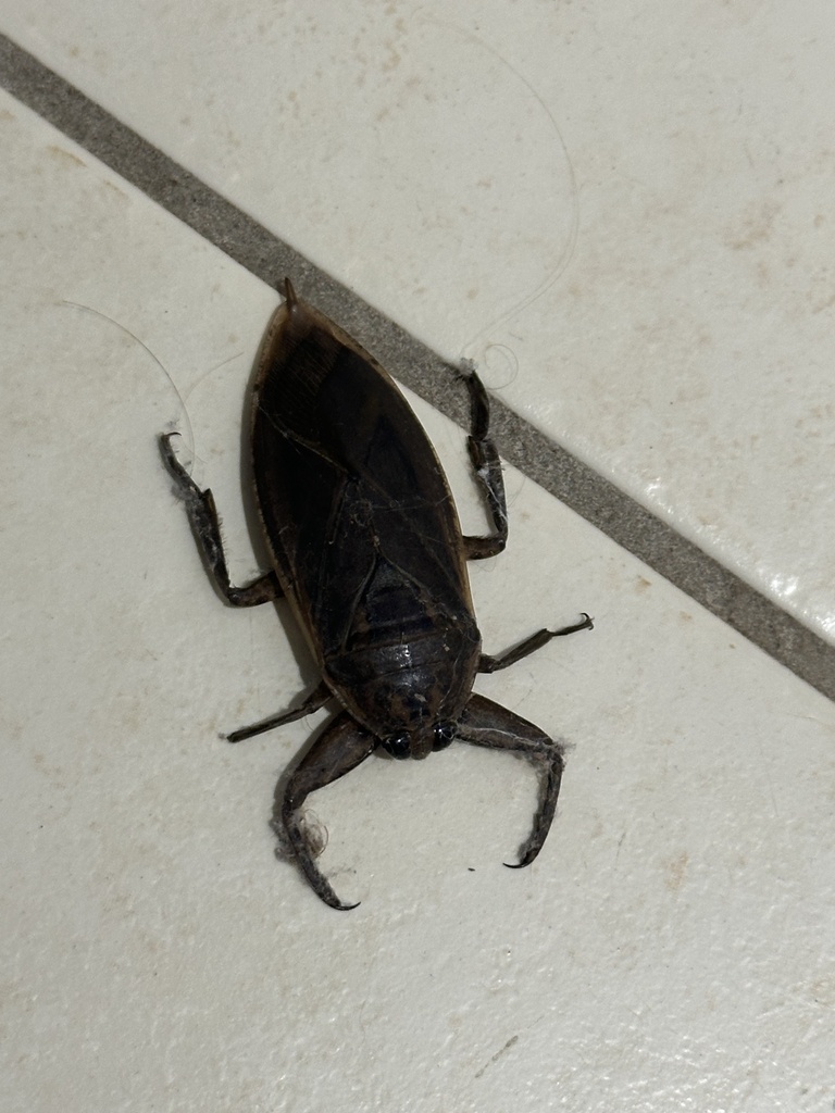 Australasian Giant Water Bug from Edelsten Rd, Jimboomba, QLD, AU on ...