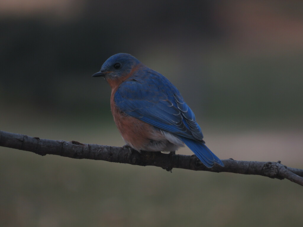 Eastern Bluebird from Frederick, MD, USA on December 23, 2024 at 04:47 ...