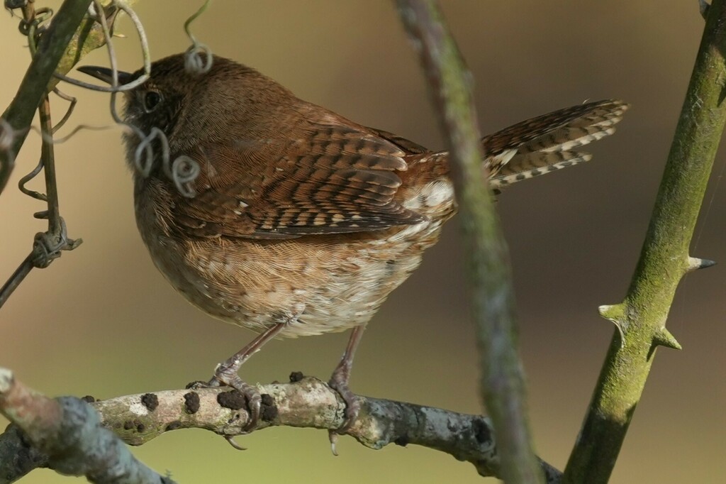 Northern House Wren from Cameron, LA, USA on December 22, 2024 at 09:34 ...