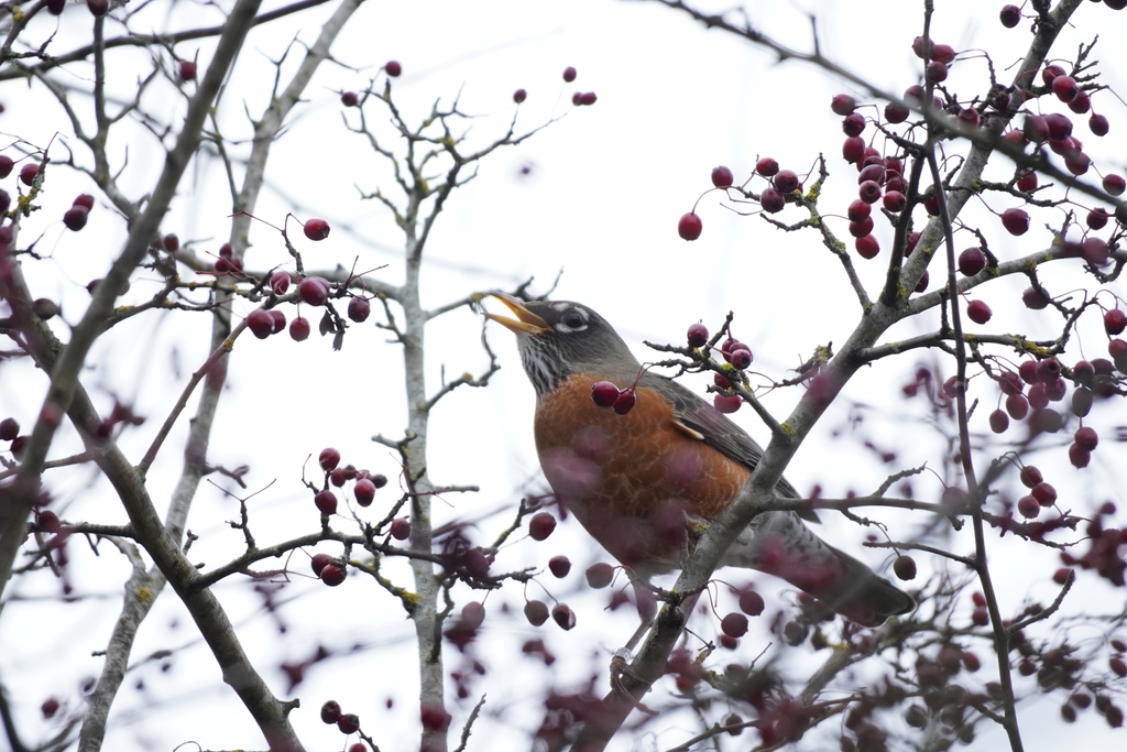 American Robin from Buttertubs Marsh Park, 197 Bird Sanctuary Dr ...