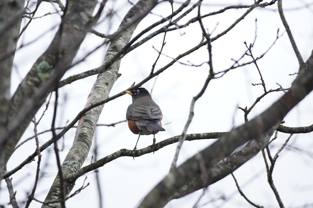 American Robin from Buttertubs Marsh Park, 197 Bird Sanctuary Dr ...