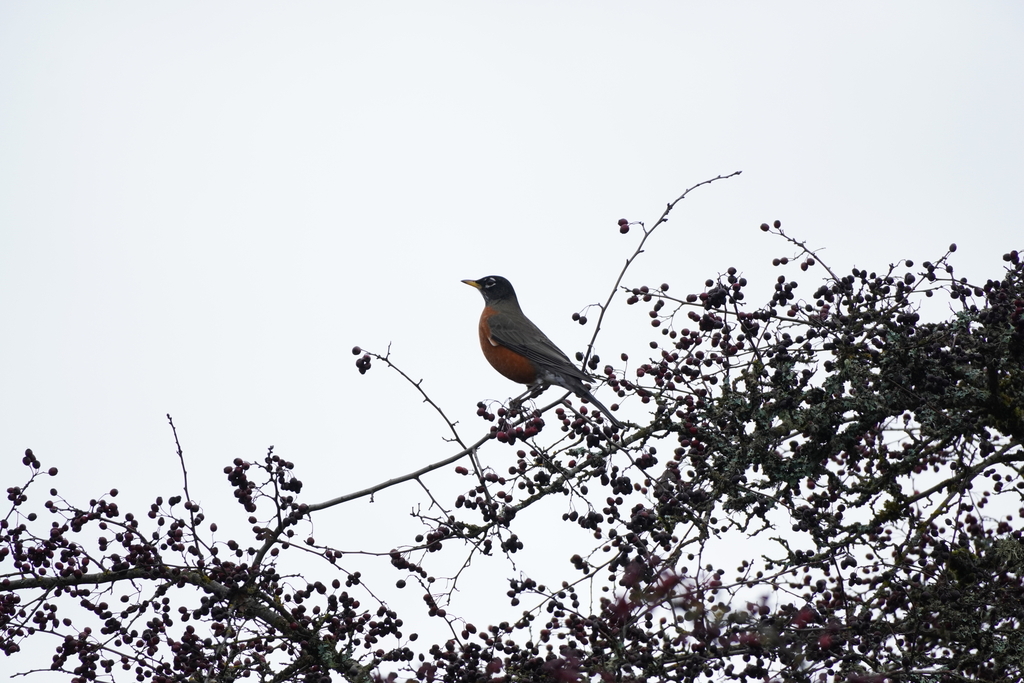 American Robin from Buttertubs Marsh Park, 197 Bird Sanctuary Dr ...