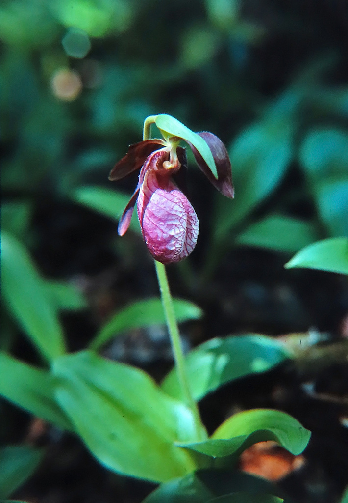 pink lady's slipper from Chippewa County, MI, USA on June 14, 1999 by ...
