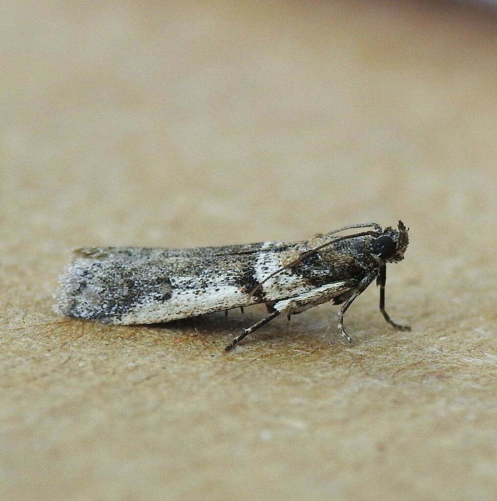 Scale-feeding Snout from Palmview South, TX 78572, USA on December 23 ...